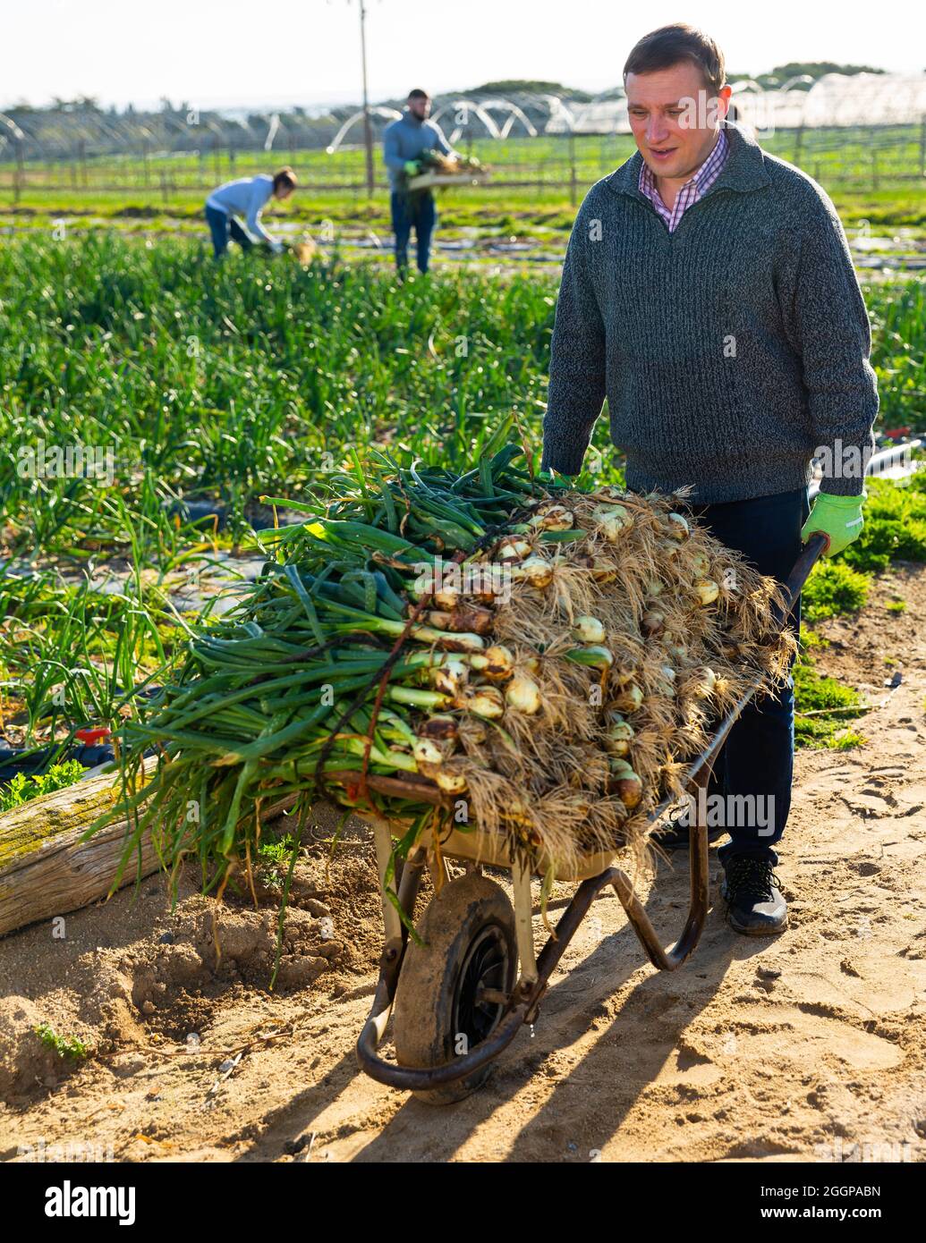 Man carrying wheelbarrow with green onions Stock Photo - Alamy