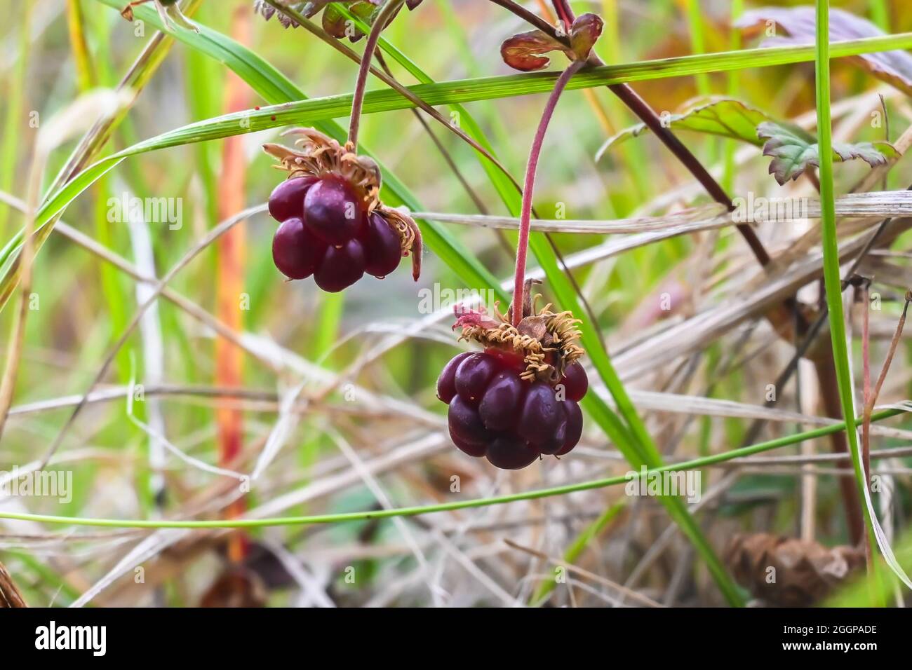 Arctic tundra berries hi-res stock photography and images - Alamy