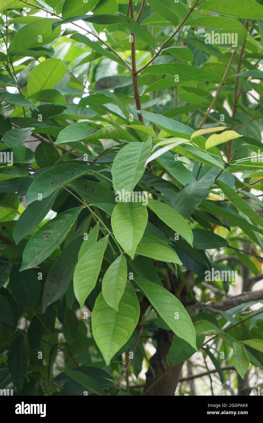 Syzygium polyanthum hi-res stock photography and images - Alamy