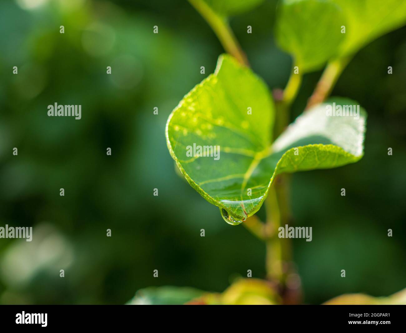 Plant rain puddle garden hi-res stock photography and images - Alamy