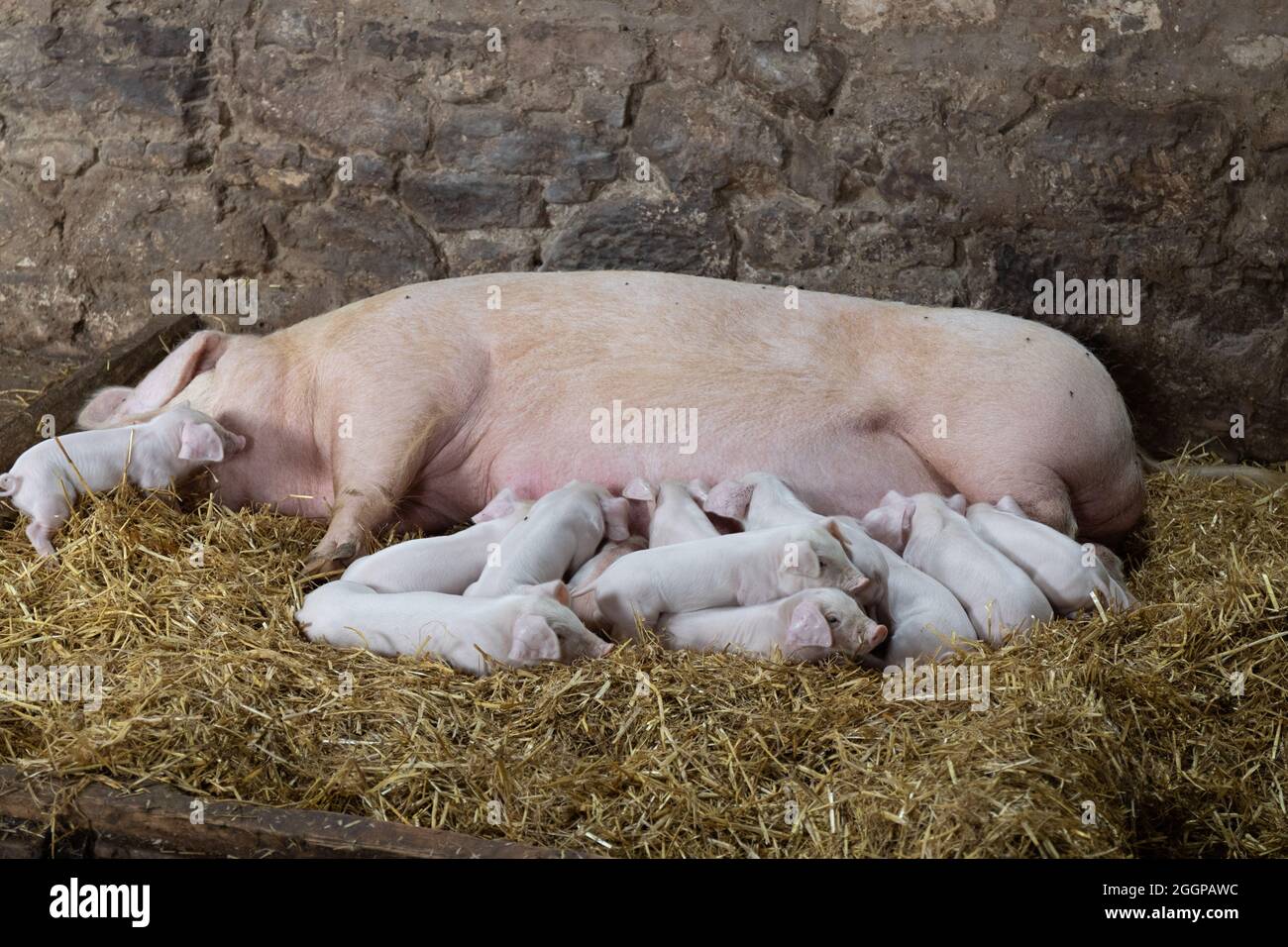 Twelve piglets with a sow in a barn Stock Photo - Alamy