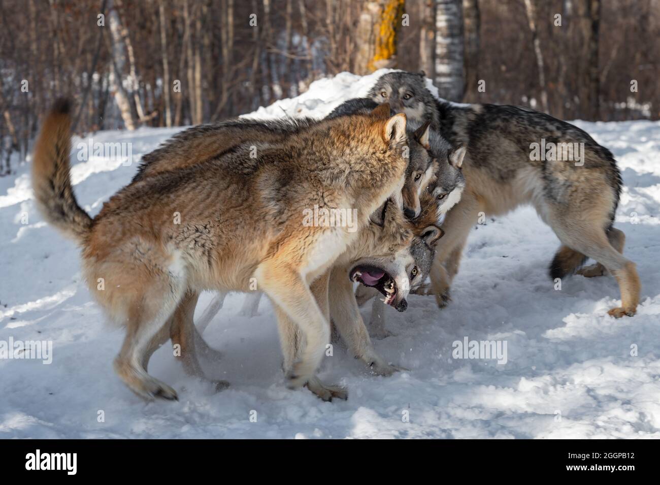 Pack of Grey Wolves (Canis lupus) Come Together Snarling and Biting ...