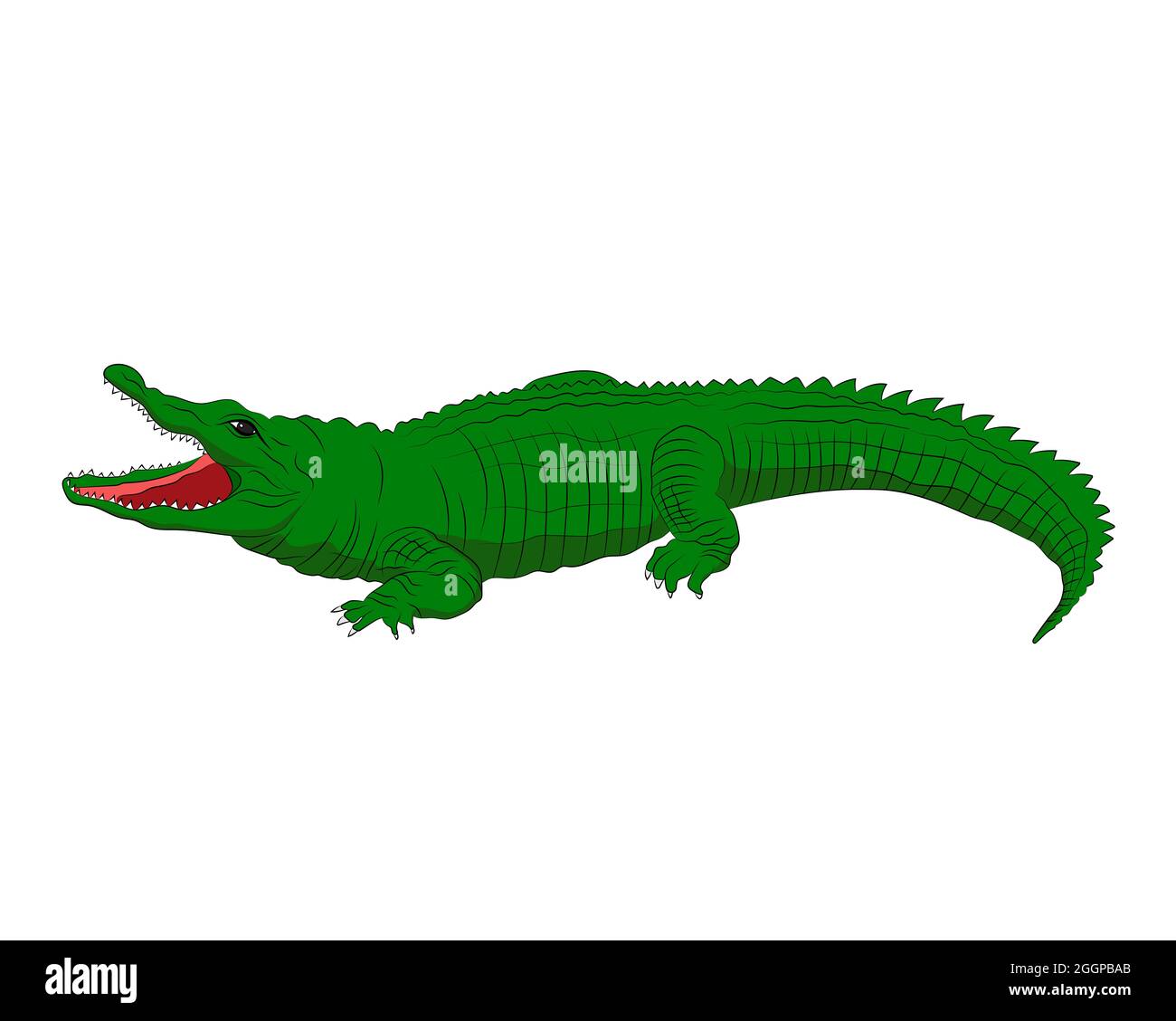Hand drawn vector image of American Alligator on white background Stock ...