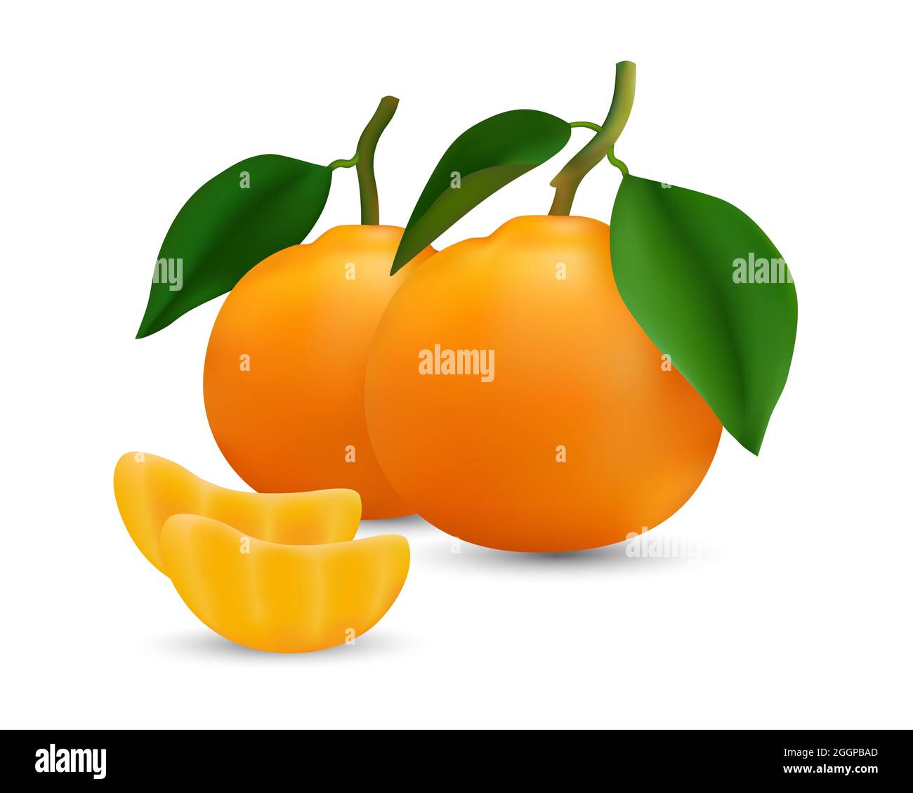 Realestic vector image of Orange fruit. Fresh oranges isolated on white ...