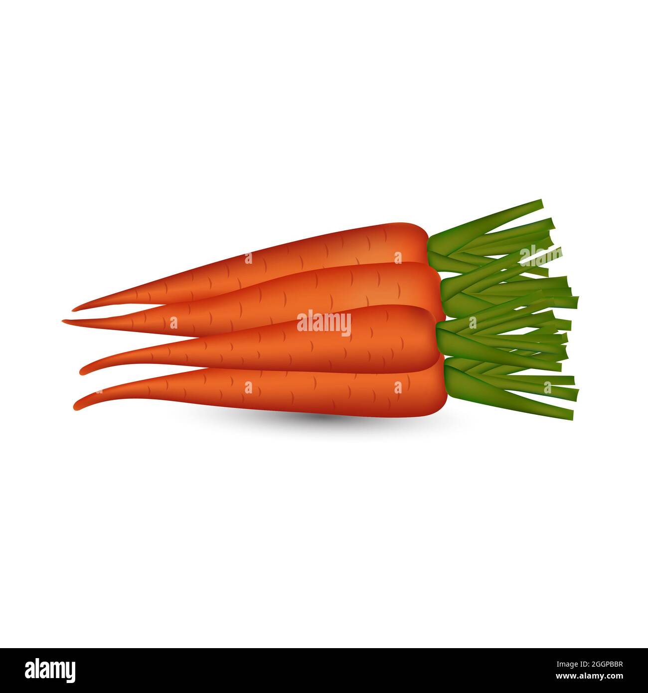 Fresh realistic carrots vegetable vector image on isolated white ...