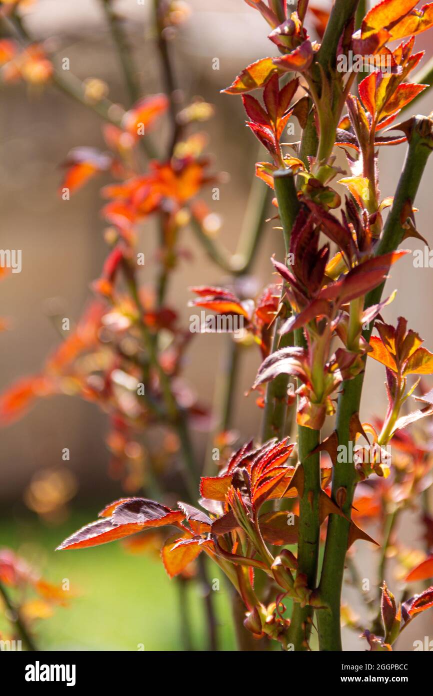Vertical closeup of rose stems and leaves with sharp spikes Stock Photo ...