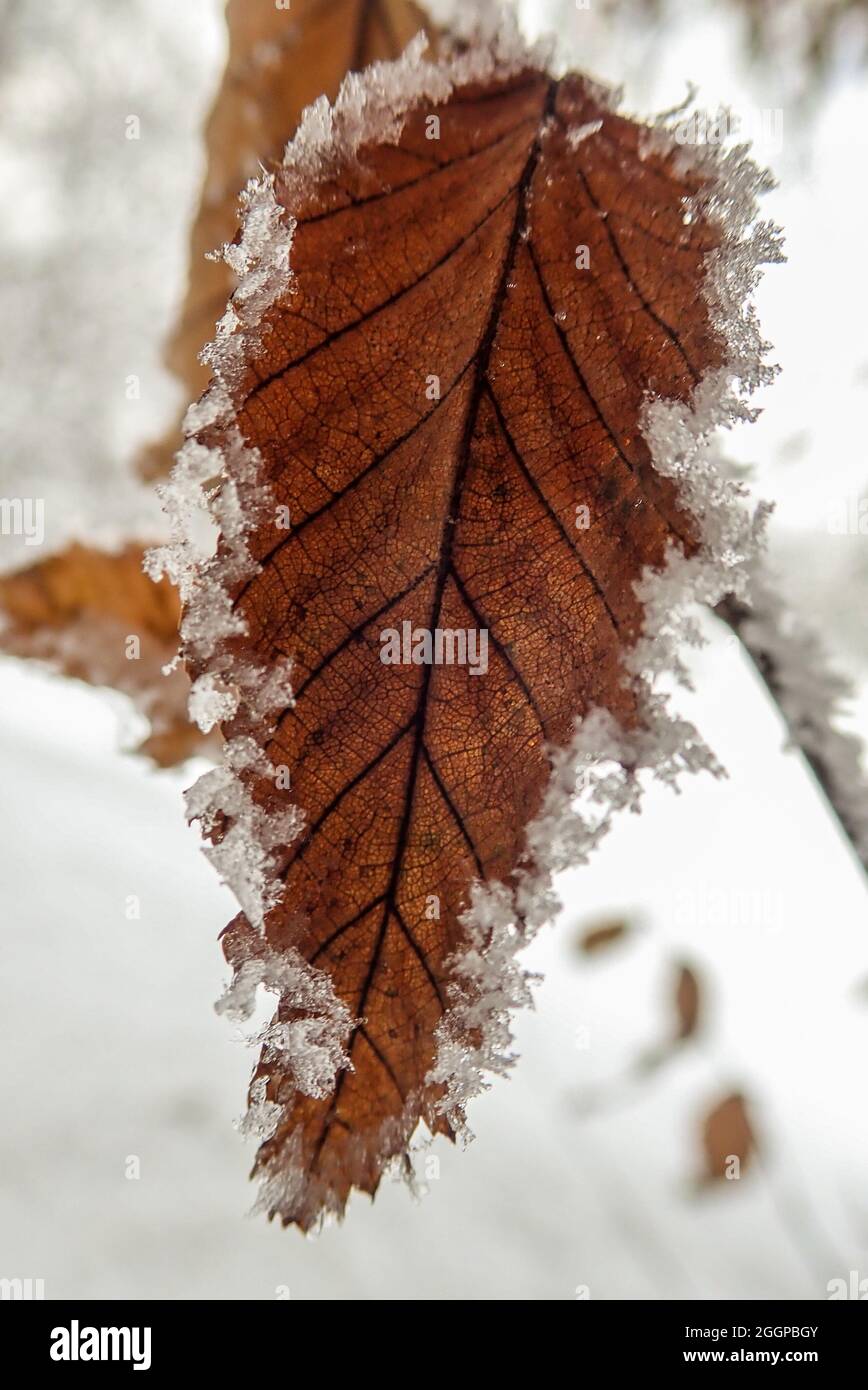 Vertical closeup of a frozen leaf Stock Photo - Alamy