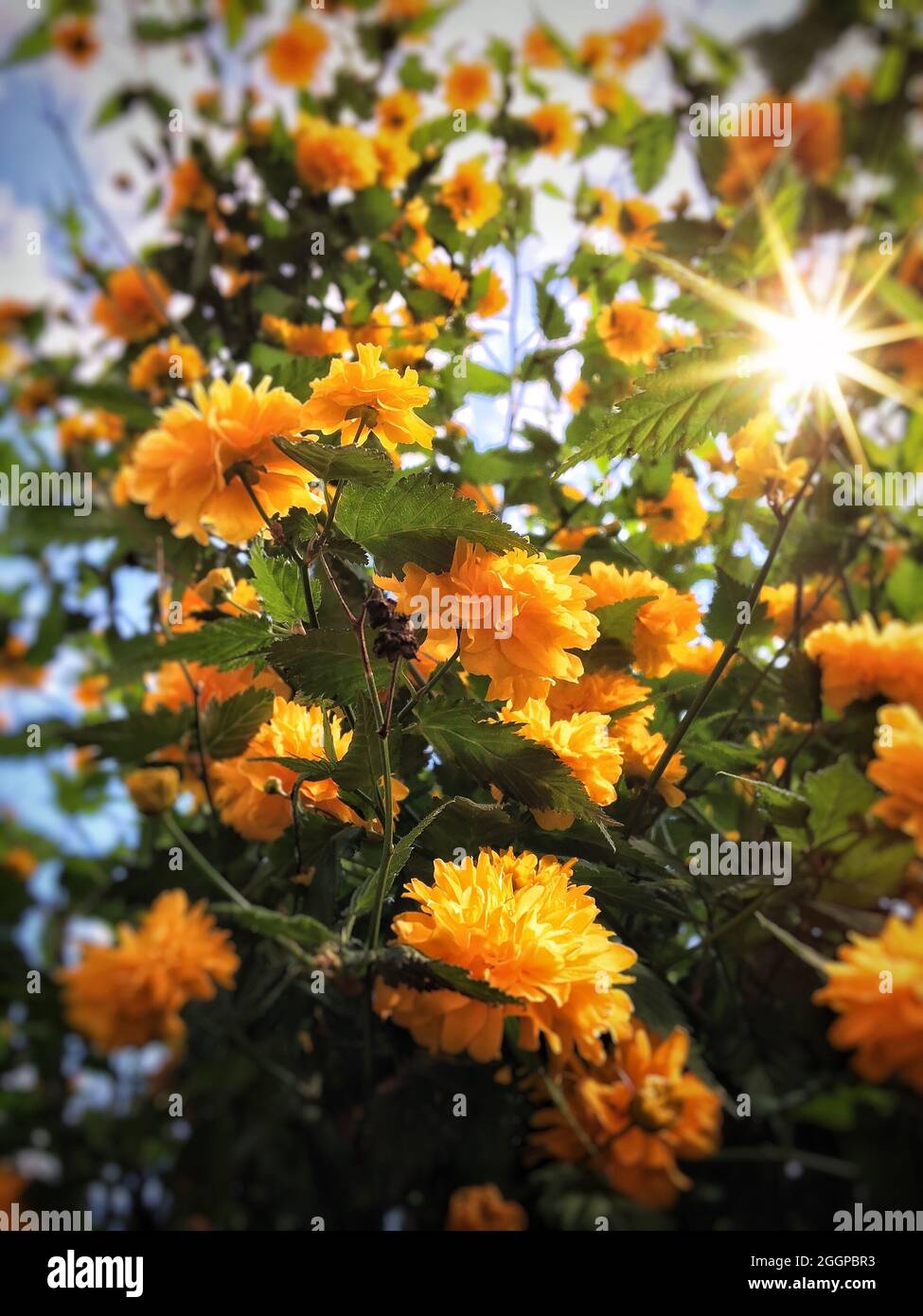 Vertical closeup of Japanese kerria Stock Photo - Alamy