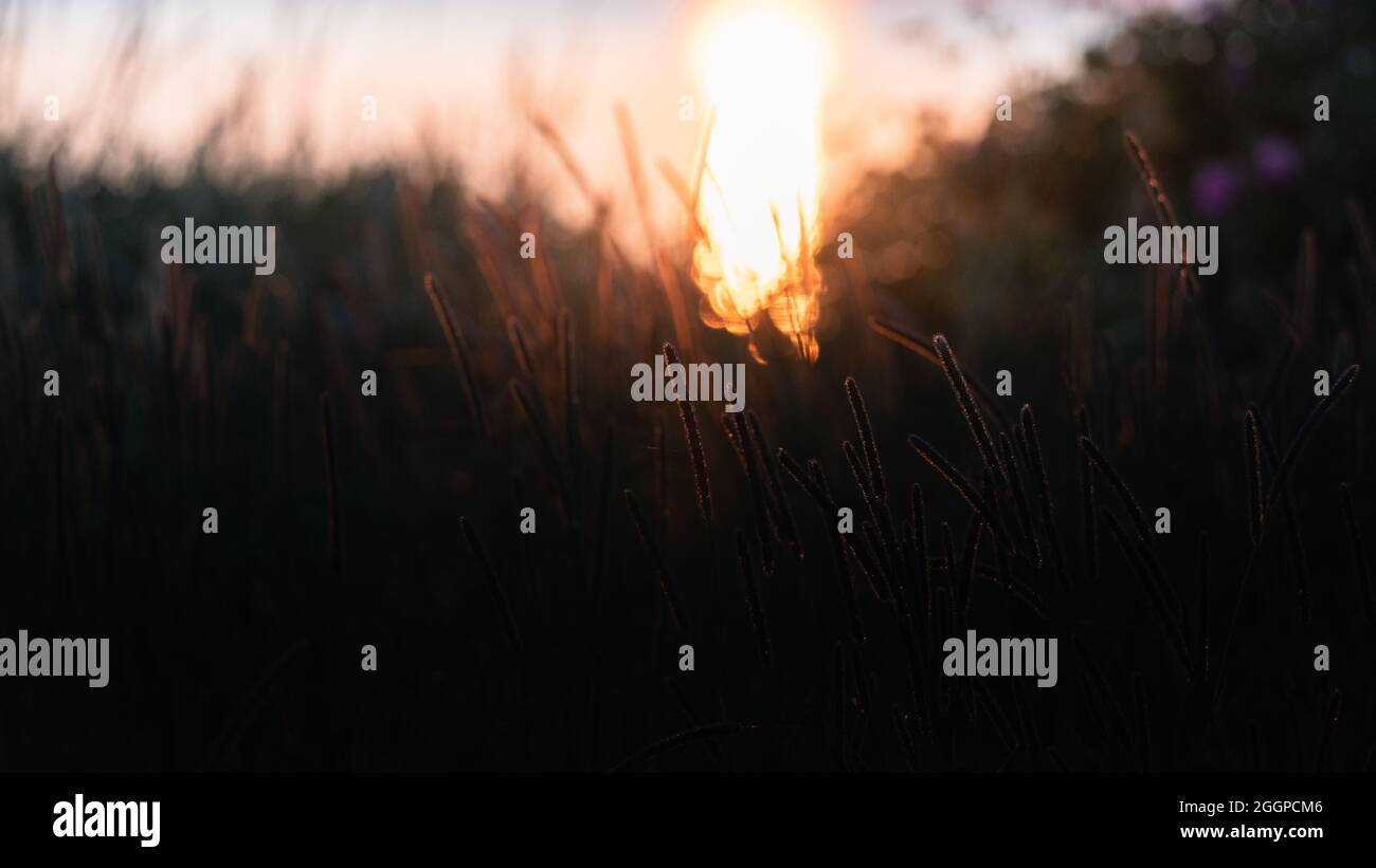 Closeup of grass against a beautiful sunset sky Stock Photo - Alamy