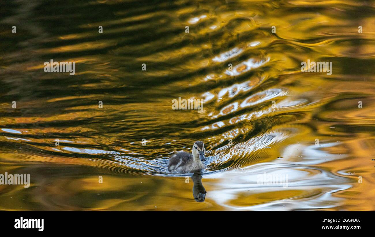 Duck peacefully swimming in the golden water Stock Photo - Alamy