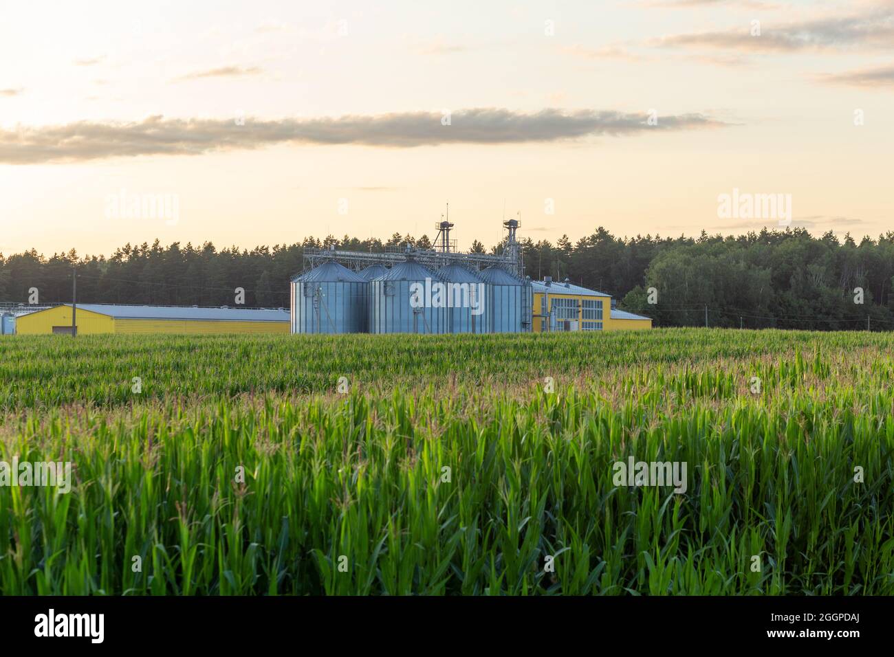 Modern Granary elevator and seed cleaning line at corn field. Silver ...