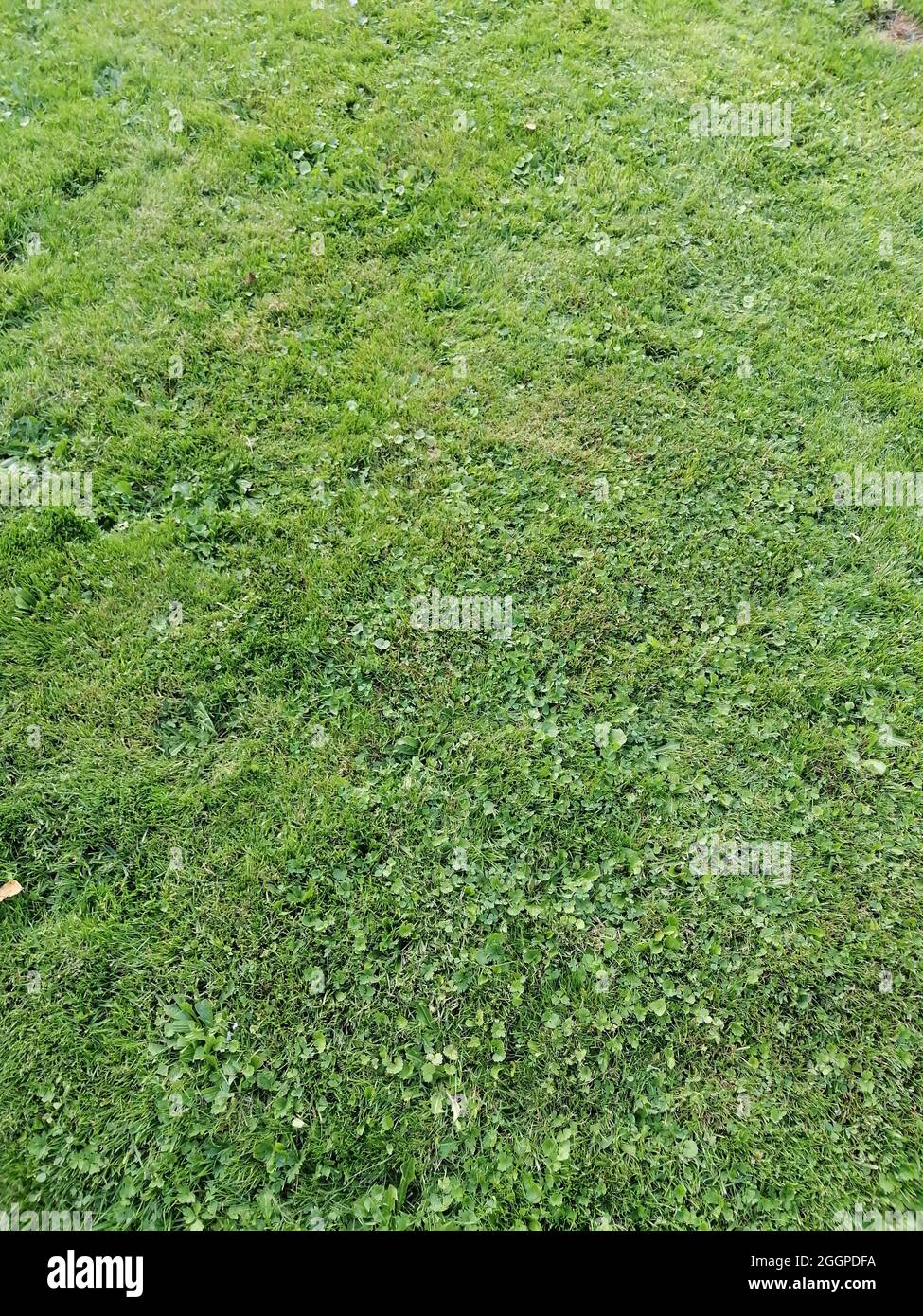 Vertical shot of green grasses in a lawn Stock Photo - Alamy