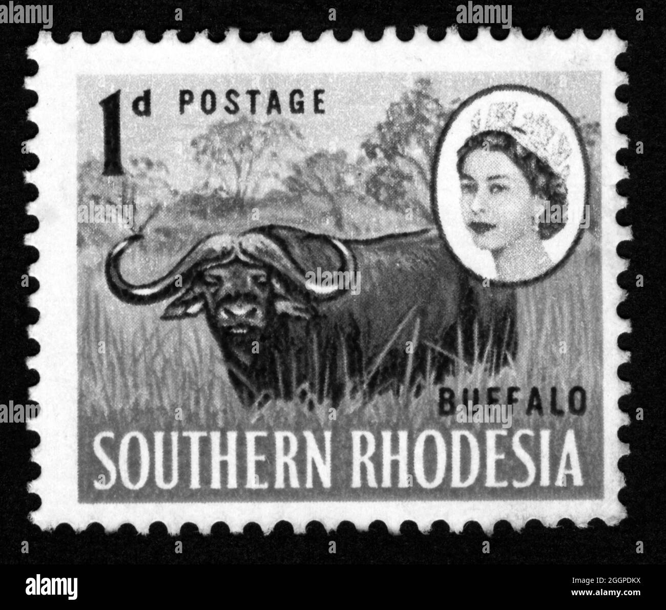 Old Rhodesia Buffalo Postage Stamp High Resolution Stock Photography ...
