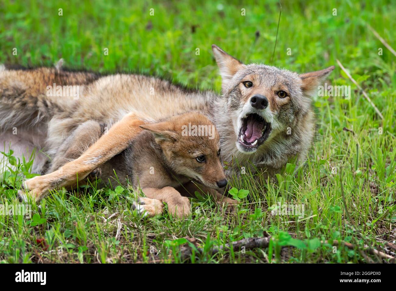 Adult Coyote (Canis latrans) Mouth Open Pup Under Leg Summer - captive ...