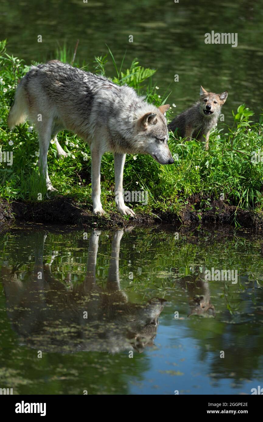 Grey Wolf (Canis lupus) Adult and Pup Reflected in Water Summer ...