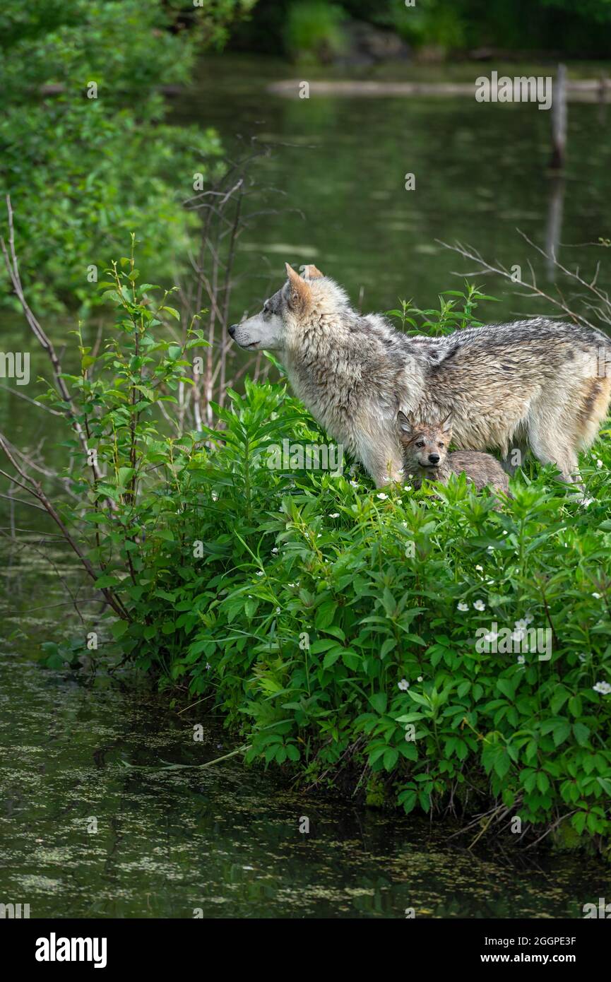 Grey Wolf (Canis lupus) and Pup Stand at Edge of Island Summer ...