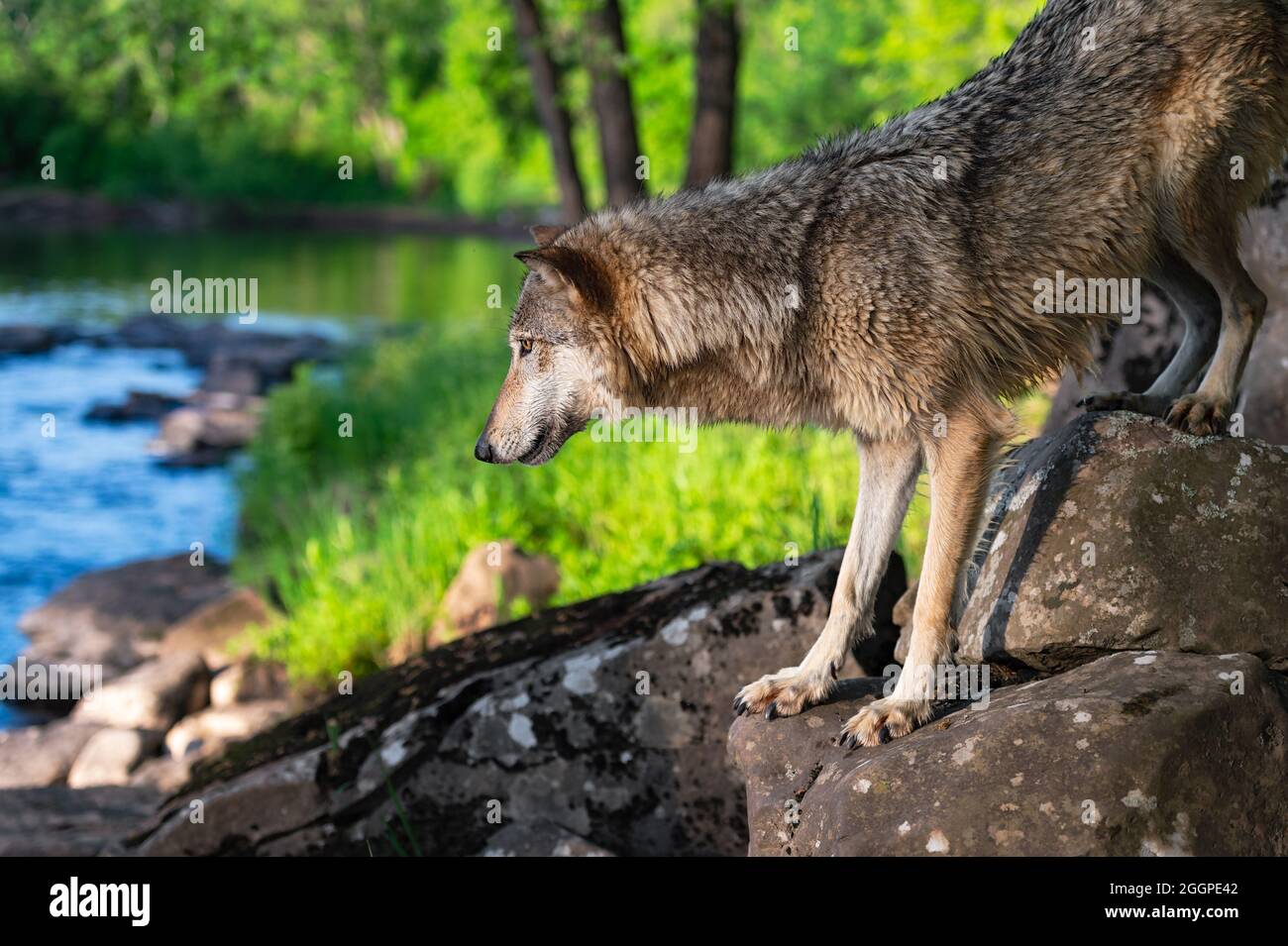 Grey Wolf (Canis lupus) Stands on Rocks Looking Down at River Summer ...