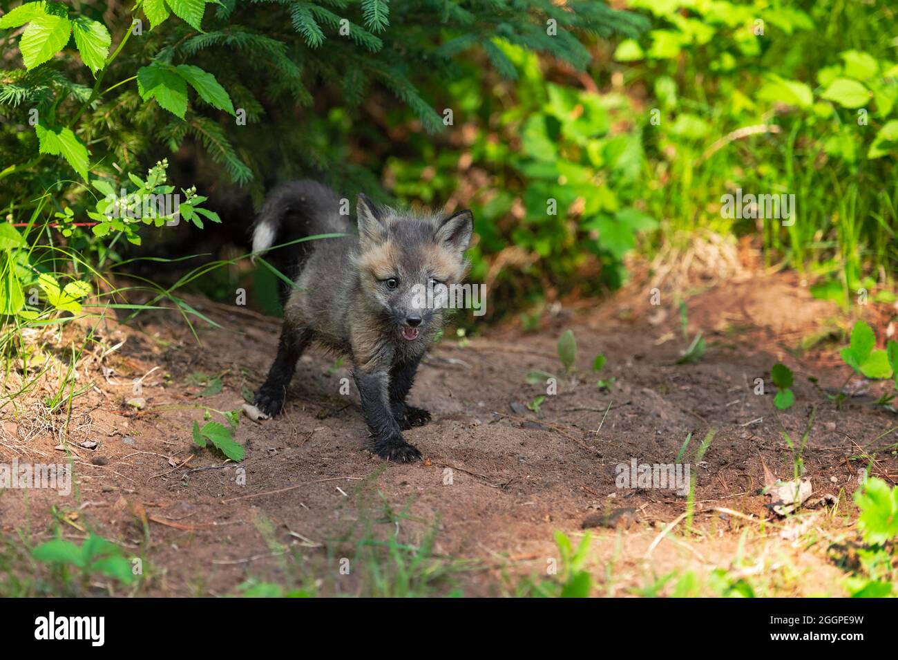 Red fox vulpes vulpes curled hi-res stock photography and images - Alamy
