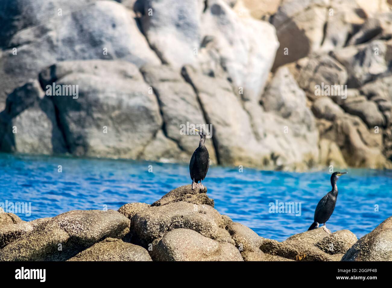 Sardinia wildlife hi-res stock photography and images - Alamy