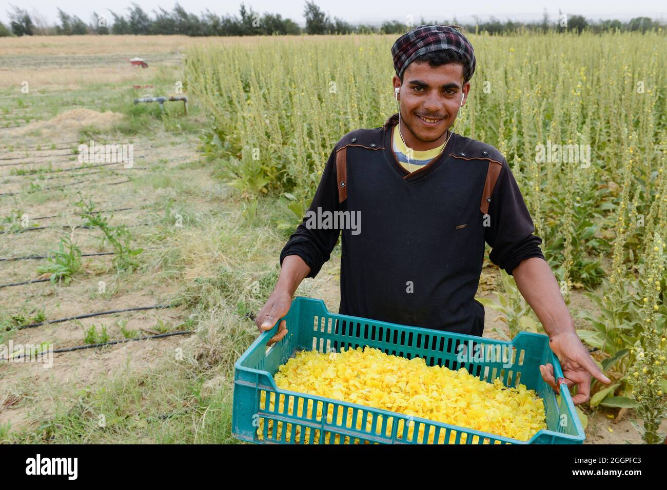 EGYPT, Bahariyya Oasis, Sekem organic farm, Project greening the desert ...