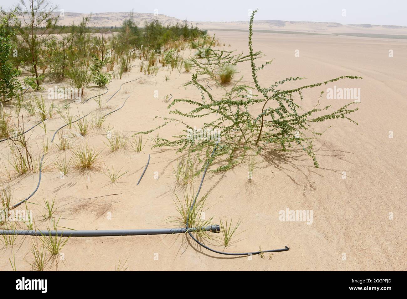 Drip irrigation system africa hi-res stock photography and images - Alamy