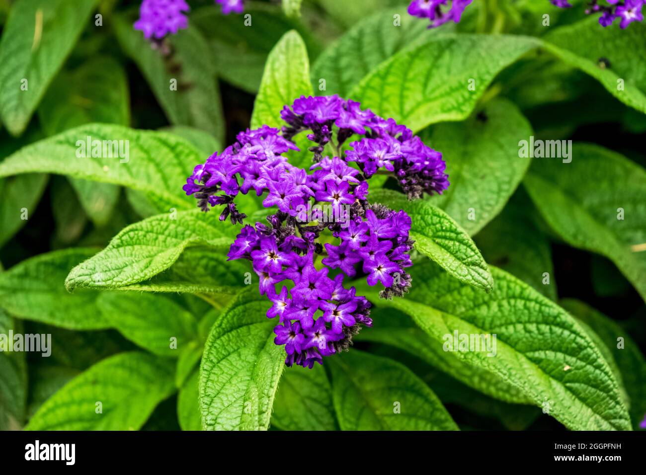 Closeup of a beautiful heliotrope plant with its characteristic flowers ...