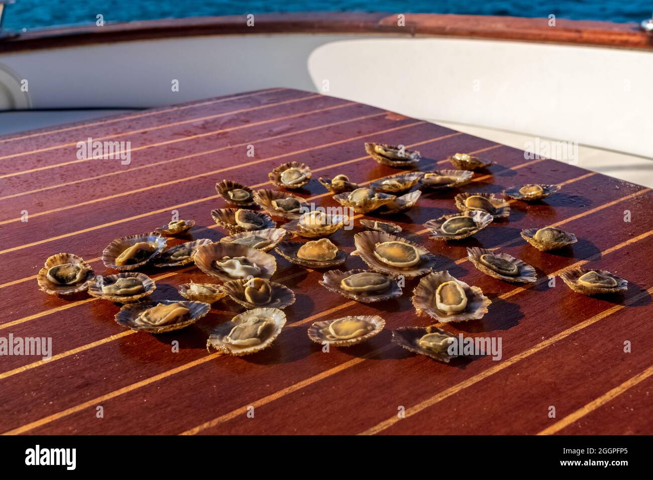 Seashell boat hi-res stock photography and images - Alamy