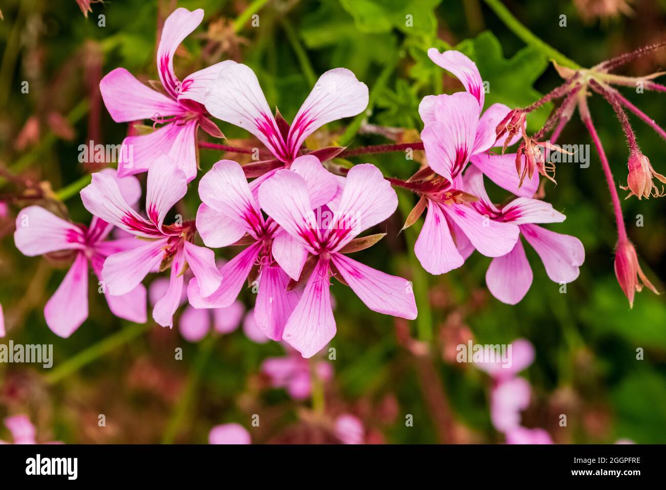 Closeup of a beautiful geranium plant with its characteristic flowers ...