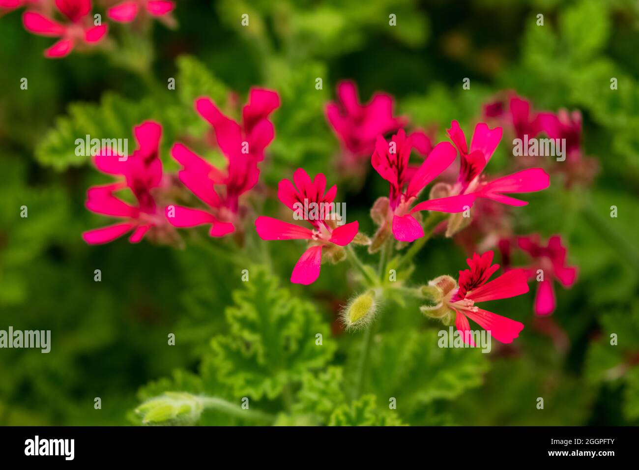 Closeup of a beautiful geranium plant with its characteristic flowers ...