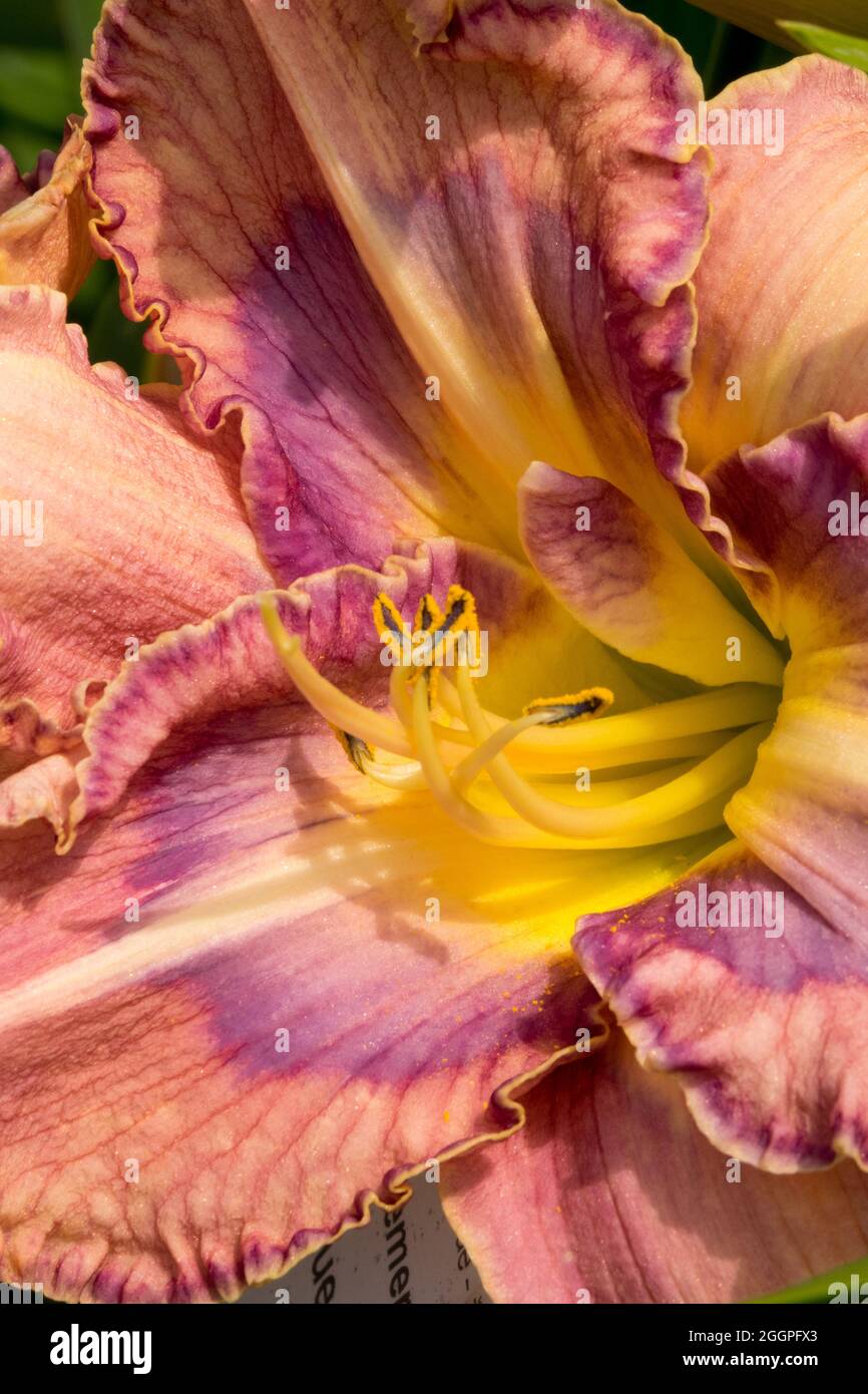 Flower Daylily Hemerocallis 'Blue Jane Baby' Stock Photo - Alamy