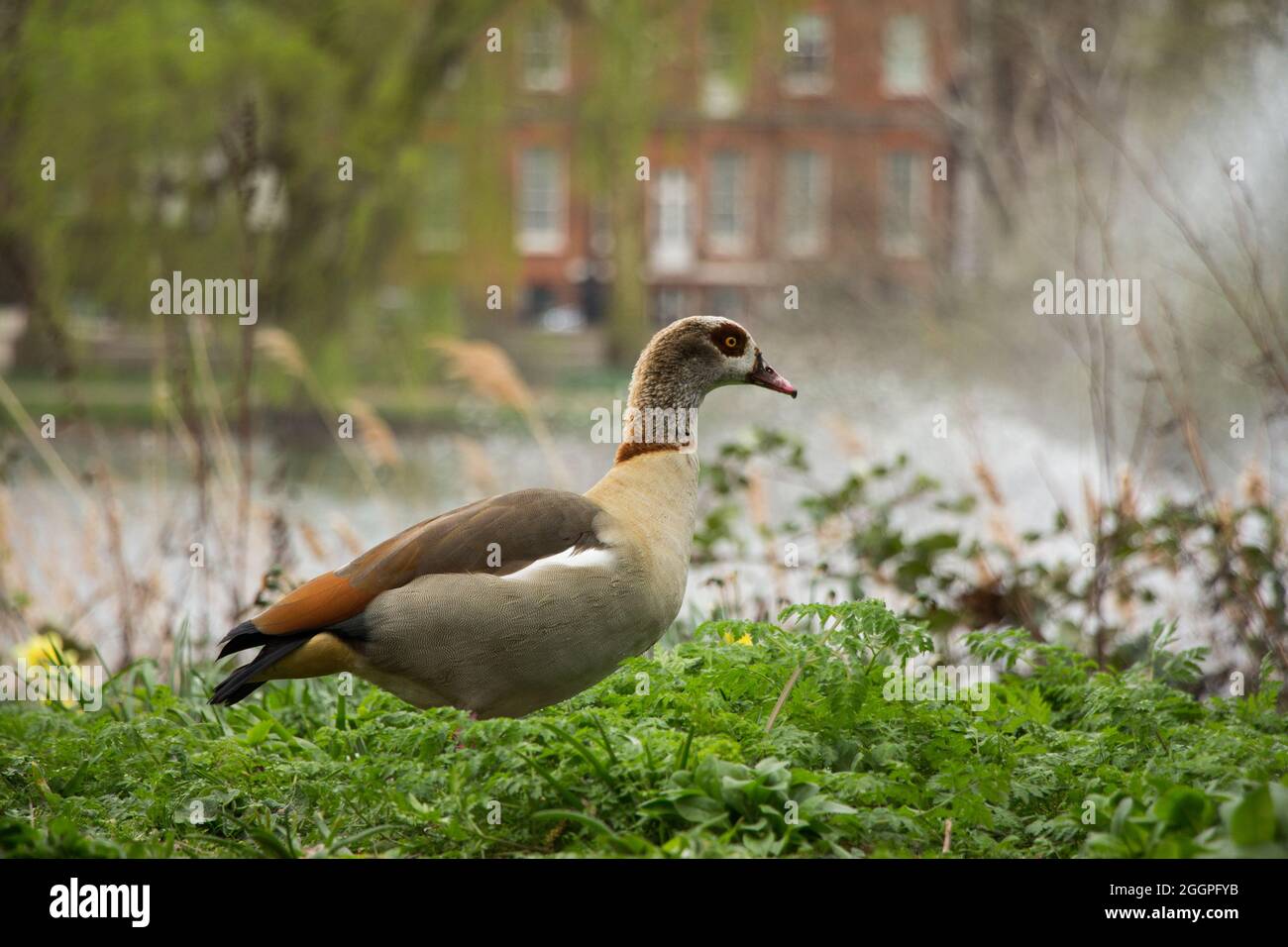Waterfowl water fountain hi-res stock photography and images - Alamy