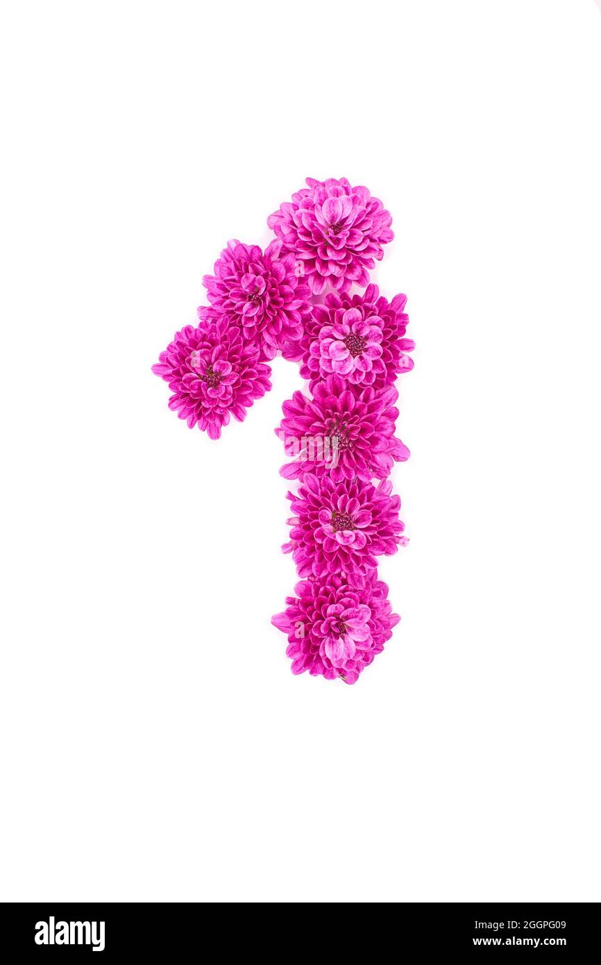 Numbers of flowers, figures from pink Chrysanthemum, isolated on white ...