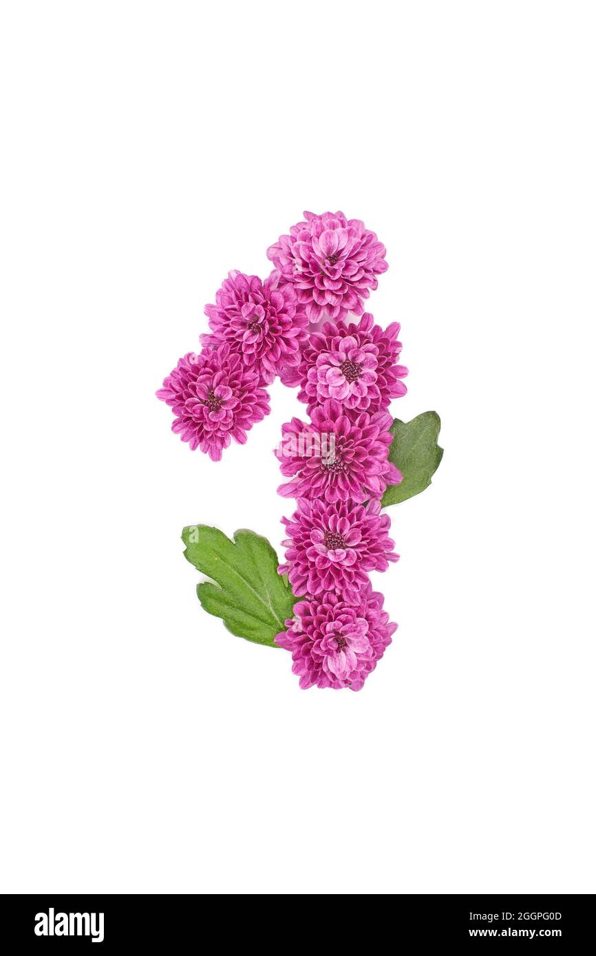 Numbers of flowers, figures from pink Chrysanthemum, isolated on white ...