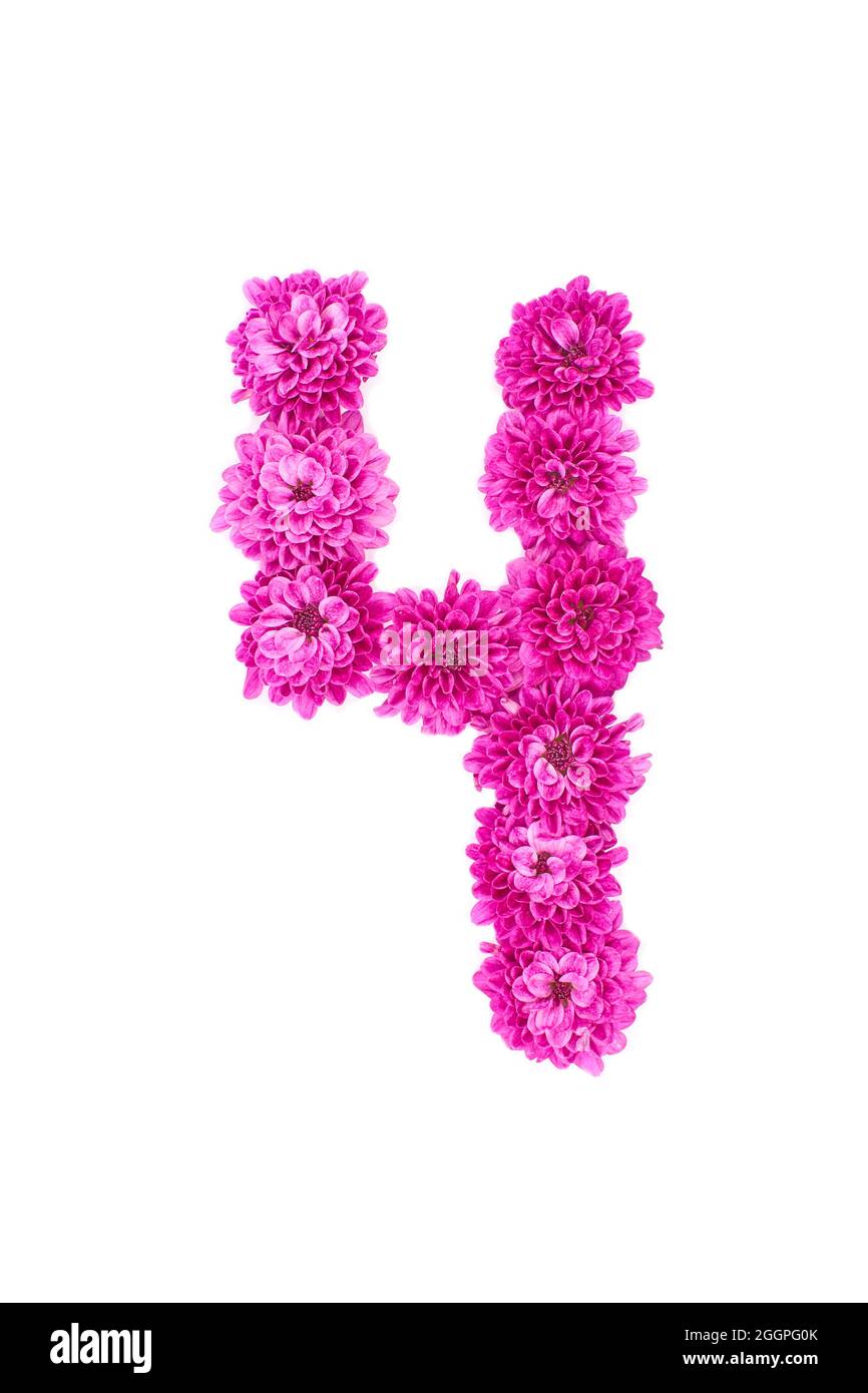 Numbers of flowers, figures from pink Chrysanthemum, isolated on white ...