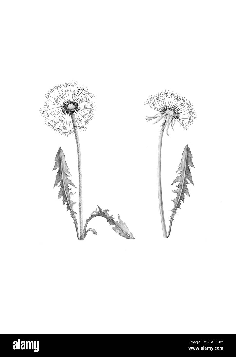 Dandelion Plant Drawing
