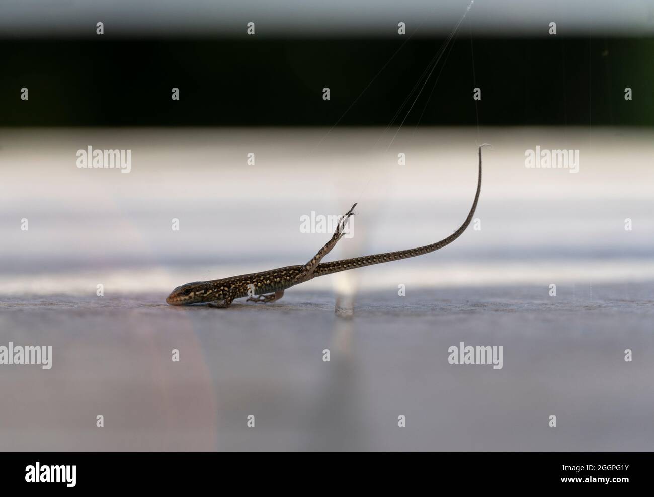 Lizard cub trapped in spider web. concept of distraction or unexpected ...