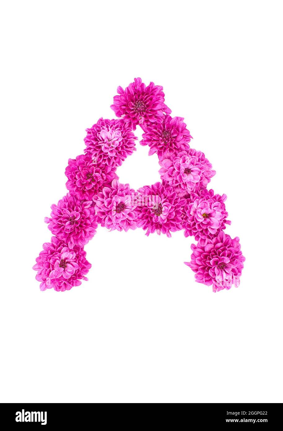 Letter of alphabet made of flowers, figures from pink Chrysanthemum ...