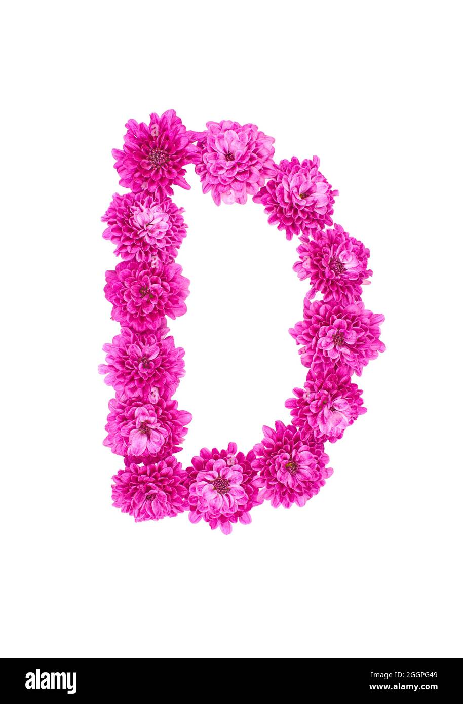 Letter of alphabet made of flowers, figures from pink Chrysanthemum ...