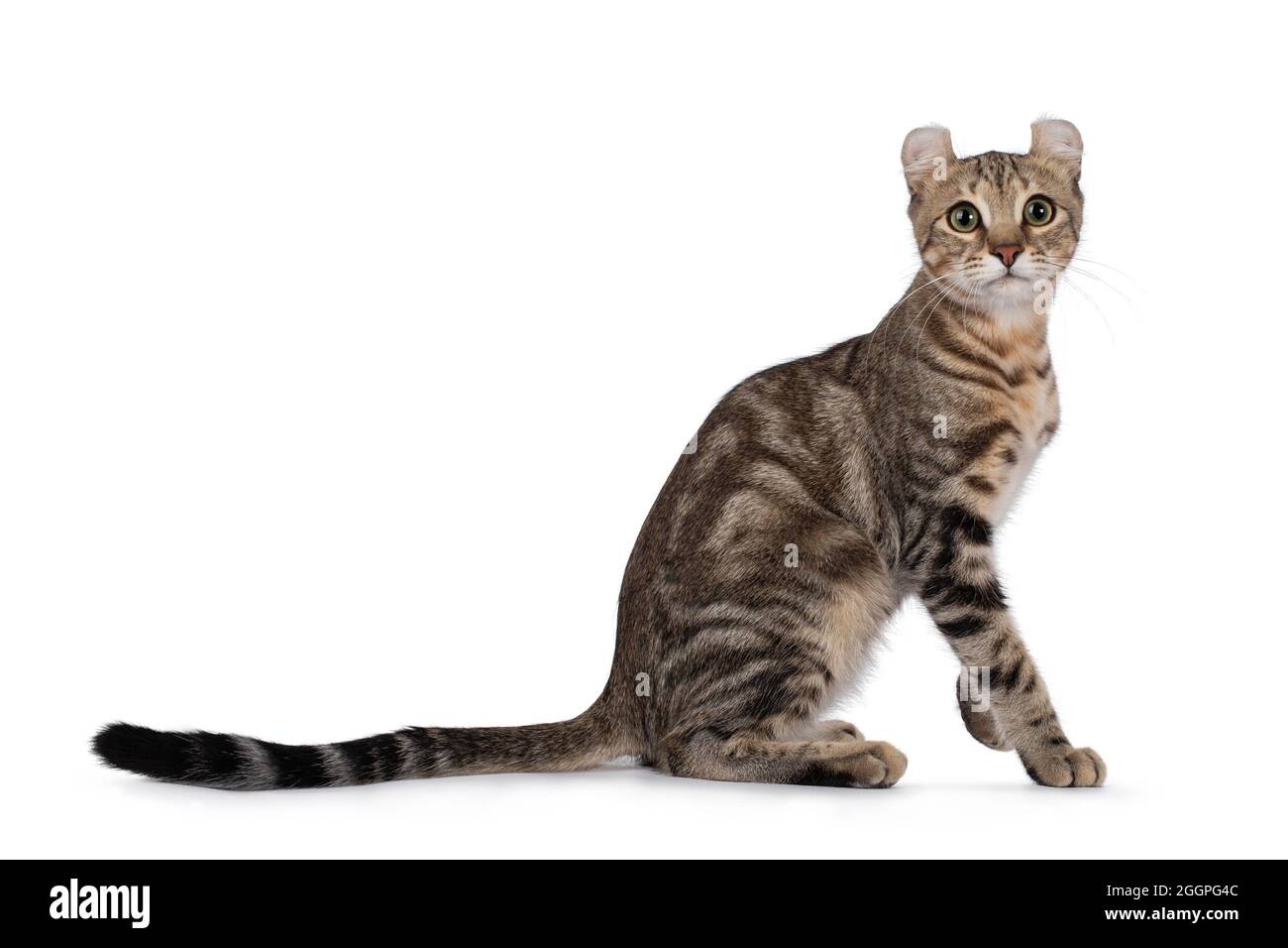 American shorthaired tabby hi-res stock photography and images - Alamy