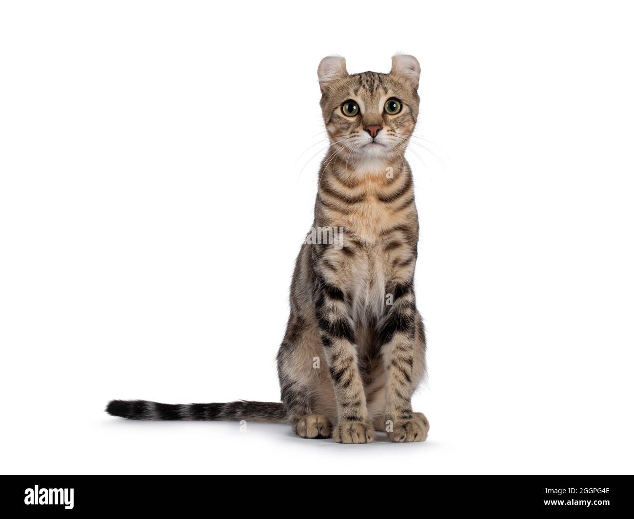 Beautiful brown tabby blotched American Curl Shorthair cat, sitting ...