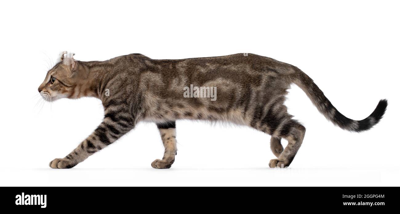 Beautiful brown tabby blotched American Curl Shorthair cat, walking ...