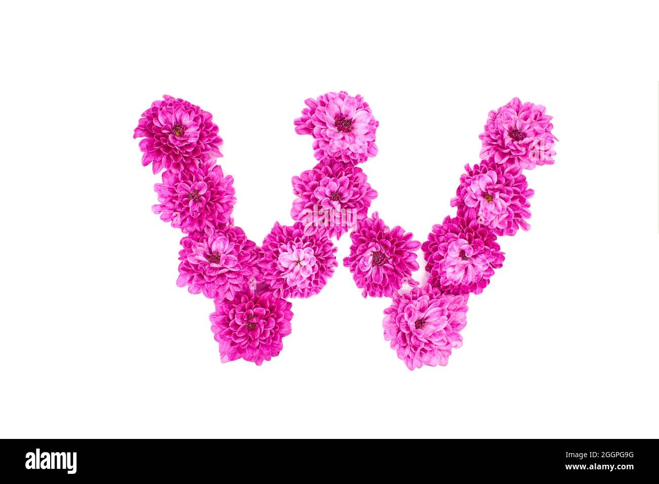 Letter of alphabet made of flowers, figures from pink Chrysanthemum ...