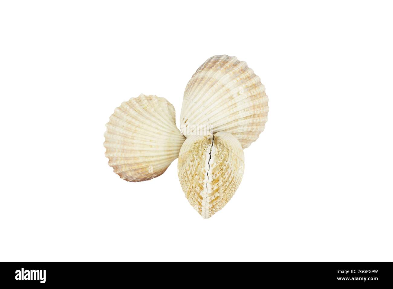 Three sea shells isolated on white background. Shell, Seashell or Conch ...