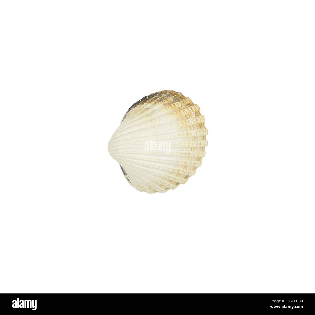 Sea shell isolated on white background. Shell, Seashell or Conch ...