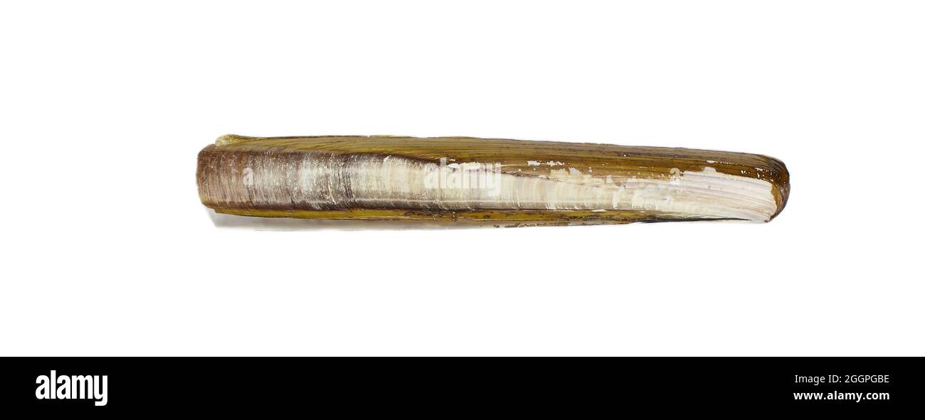 Razor fish, Sea shell isolated on white background. Shell, Seashell or ...