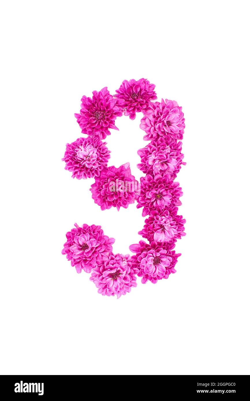Numbers of flowers, figures from pink Chrysanthemum, isolated on white ...