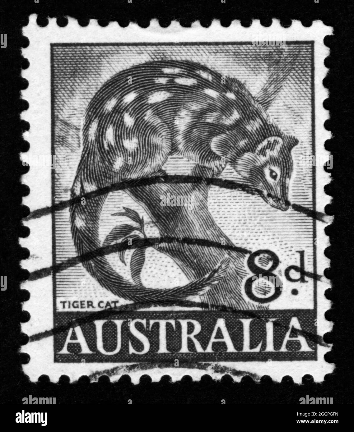 Old tiger cat Black and White Stock Photos & Images - Alamy