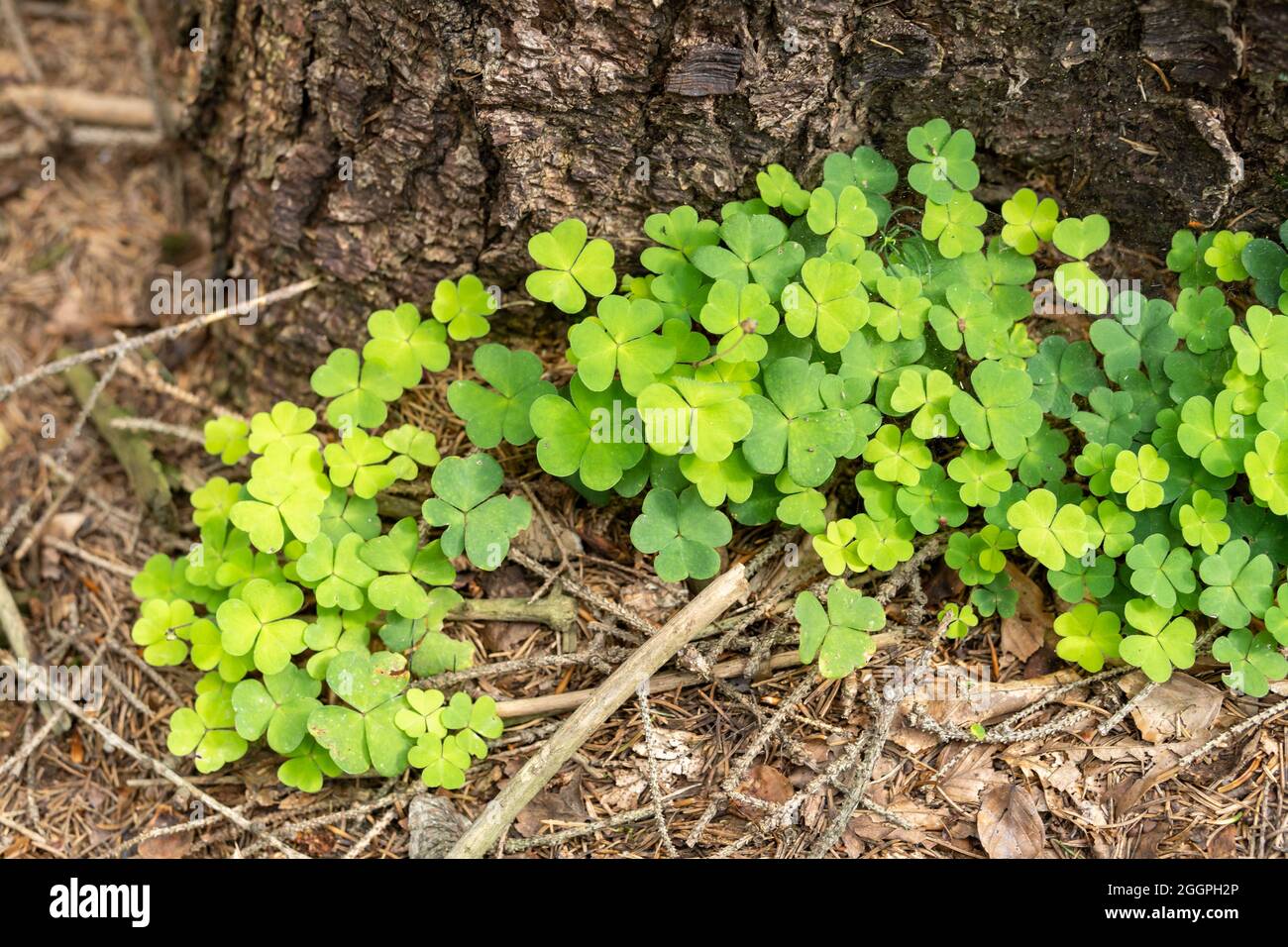 Top view of green four-leaf clover plants in a forest Stock Photo - Alamy