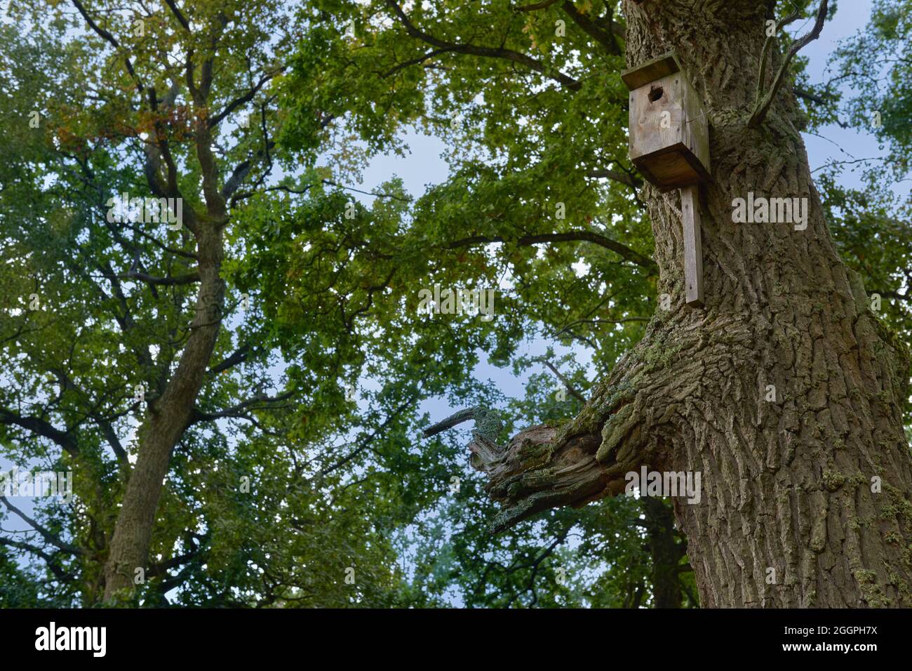 Bird house on an oak tree with green leaves. Nature concept. Ecology ...