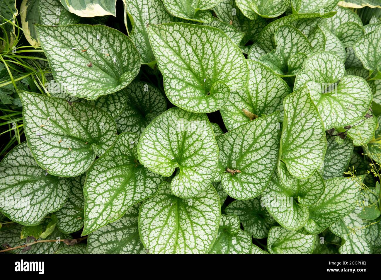 ‘alexander’s great hi-res stock photography and images - Alamy